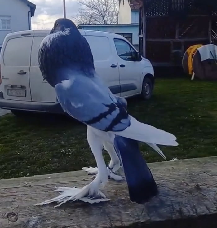'Mutant Pigeon' With Giant Feet And Swollen Neck Is Leaving People ...