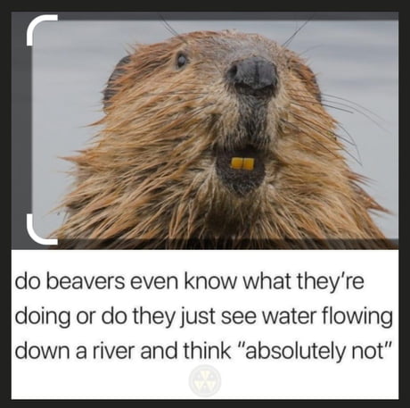 Best Funny beaver Memes - 9GAG