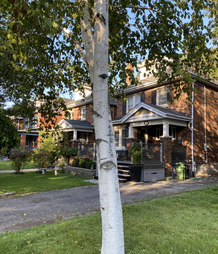 This birch tree has an eye on its trunk - 9GAG