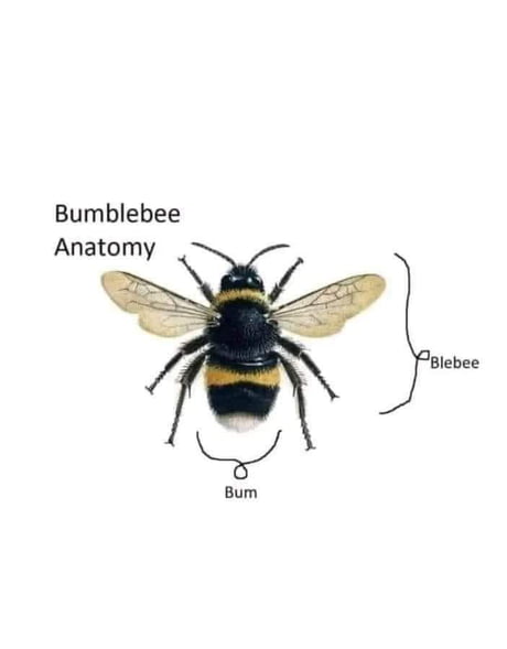 Best Funny bumblebee Memes - 9GAG