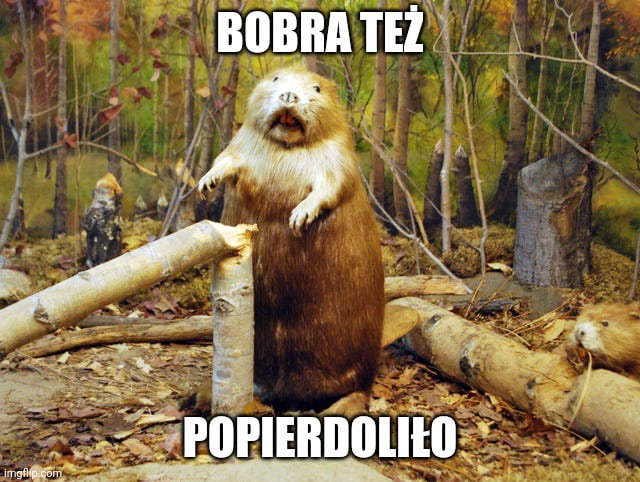 Astrologists have proclaimed a week of bóbr, kurwa! - 9GAG