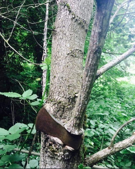 Best Funny tree Memes - 9GAG