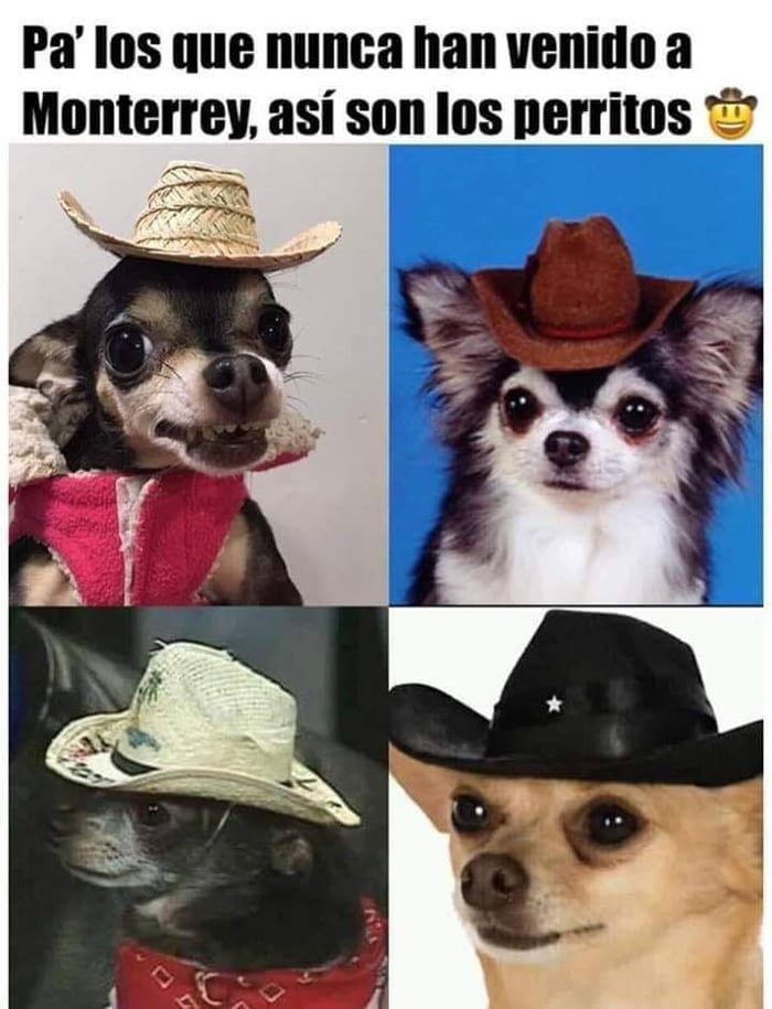 Perrito norteño - 9GAG