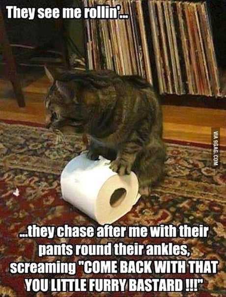 They See Me Rollin Cat Meme