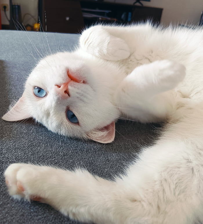 My cat is too attached to me and it's causing problems. What should I ...