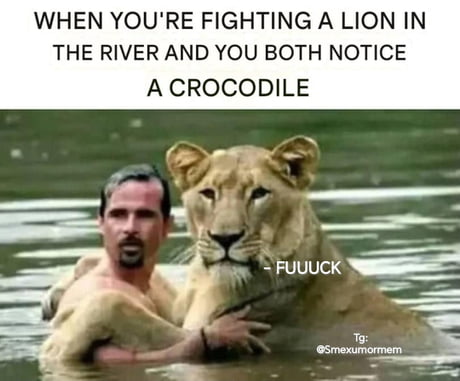 Best Funny lion Memes - 9GAG