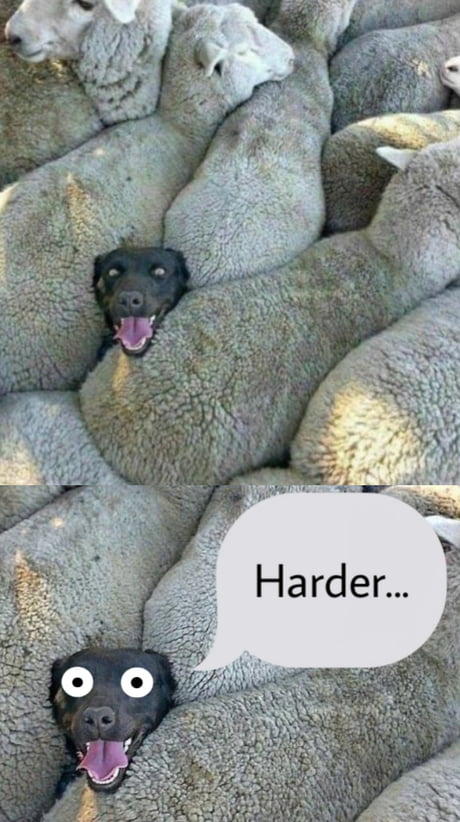 Best Funny hard Memes - 9GAG