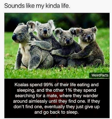 Memes De Koalas Enamorados MUGFFINS Funny Mug You Are The Best Than