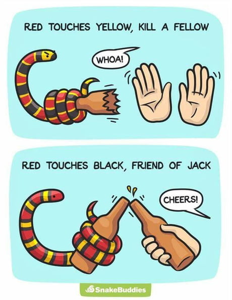 Best Funny snake Memes - 9GAG