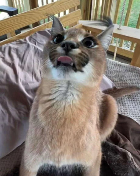 Best Funny caracal Memes - 9GAG