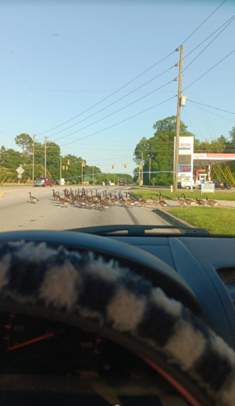 Best Funny geese Memes - 9GAG