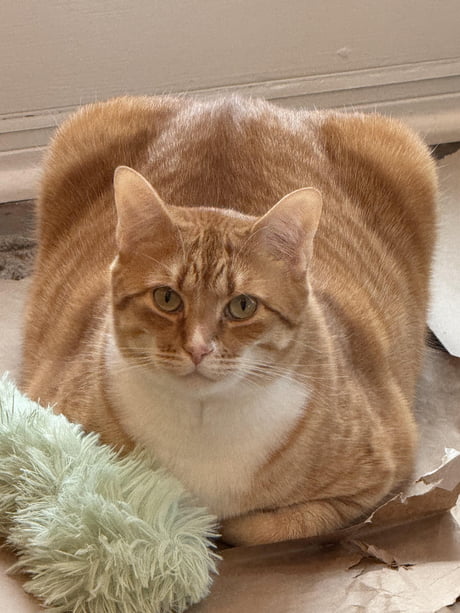 Best Funny absolute units Memes - 9GAG