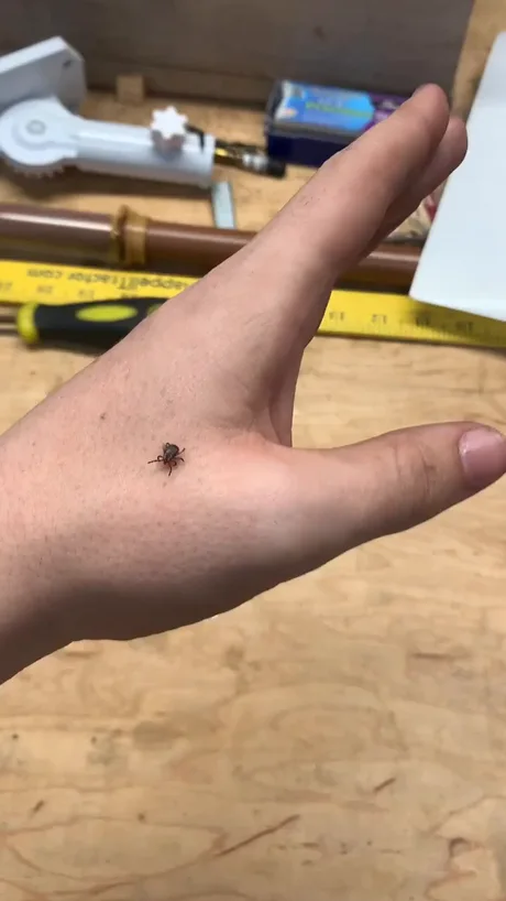 Funny Tick Memes 17 Hilarious (And Heartbreaking) Reactions To