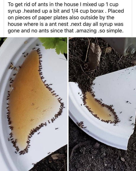 Memes For Ants Create Meme "ant, Insect, Ant" Pictures