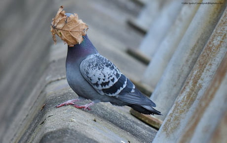 Best Funny pigeon Memes - 9GAG