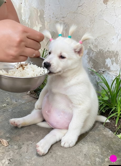 Best Funny chubby Memes - 9GAG