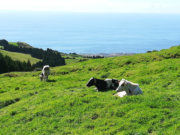 Short and witty landscape stuff from the beautiful Azores - 9GAG