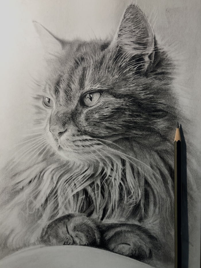 All cats are beautiful. Graphite on A4 paper - 9GAG
