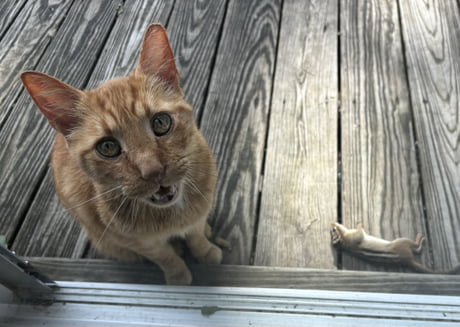 Best Funny rodent Memes - 9GAG