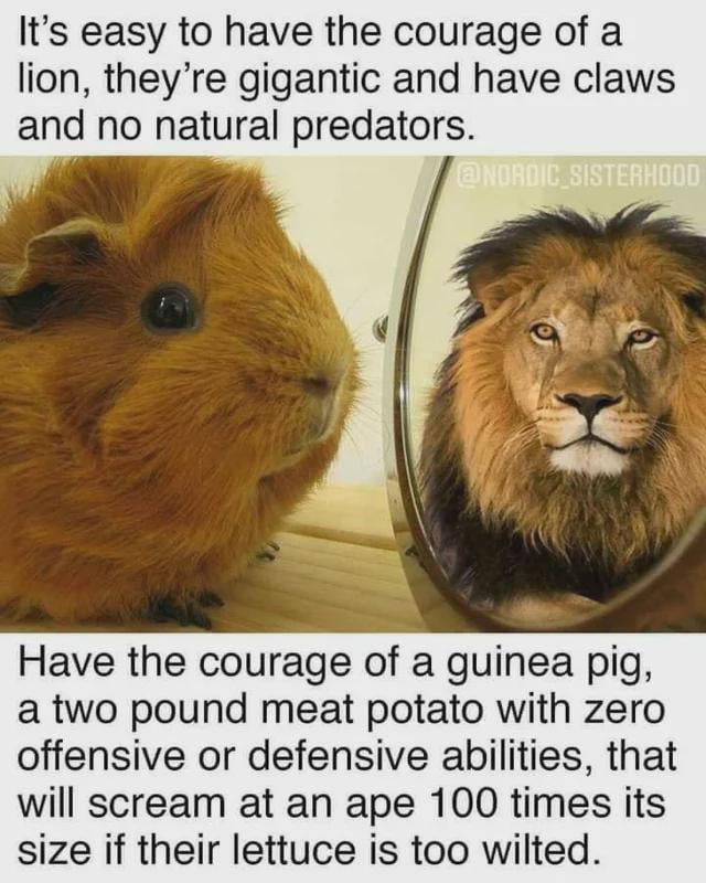 Earth animals are considered to be peculiar. - 9GAG