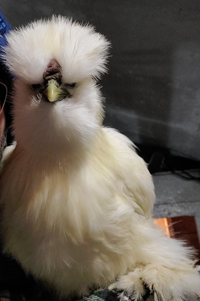 Took this photo of my Silkie hen and thought it'd make a neat meme ...