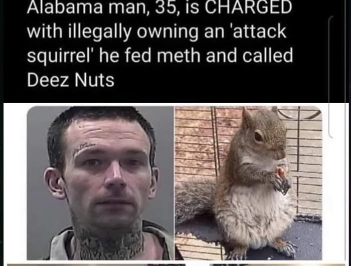 Deez Nuts the squirrel - 9GAG