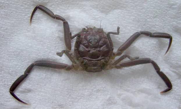 Hundreds of years ago in Japan, fisherman would spare the lives of crab ...