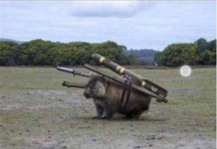 Combat Wombat. Special move: Tactical air strike - 9GAG