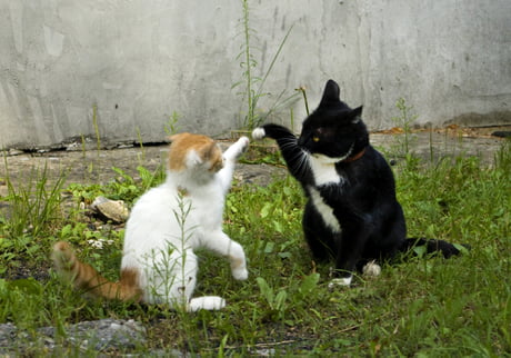 Fist Bump Cat