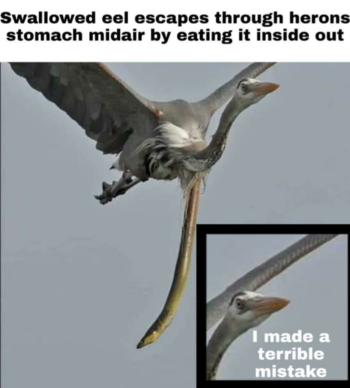Eel eats its way out of a heron's stomach - 9GAG