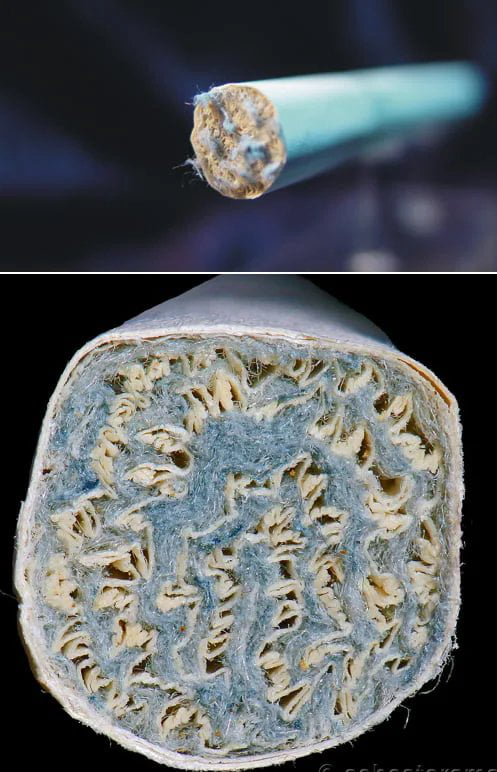 Cross section of an asbestos laden cigarette filter. Kent's micronite ...