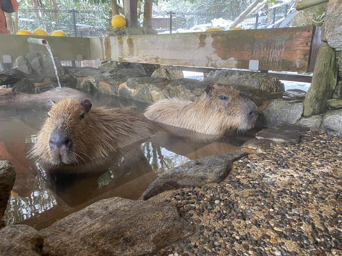 Relaxed Capybara Won Annual Hot Spring Long Bath Showdown In Japan - 9GAG