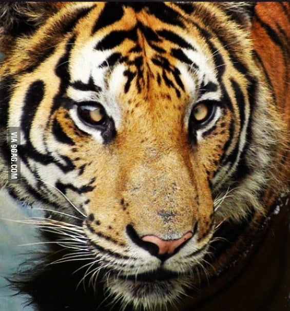 Cross eyed tiger! - 9GAG