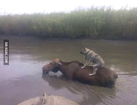 Riding A Moose