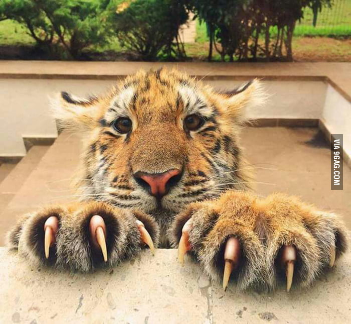 Hello. Wanna play with me? - 9GAG