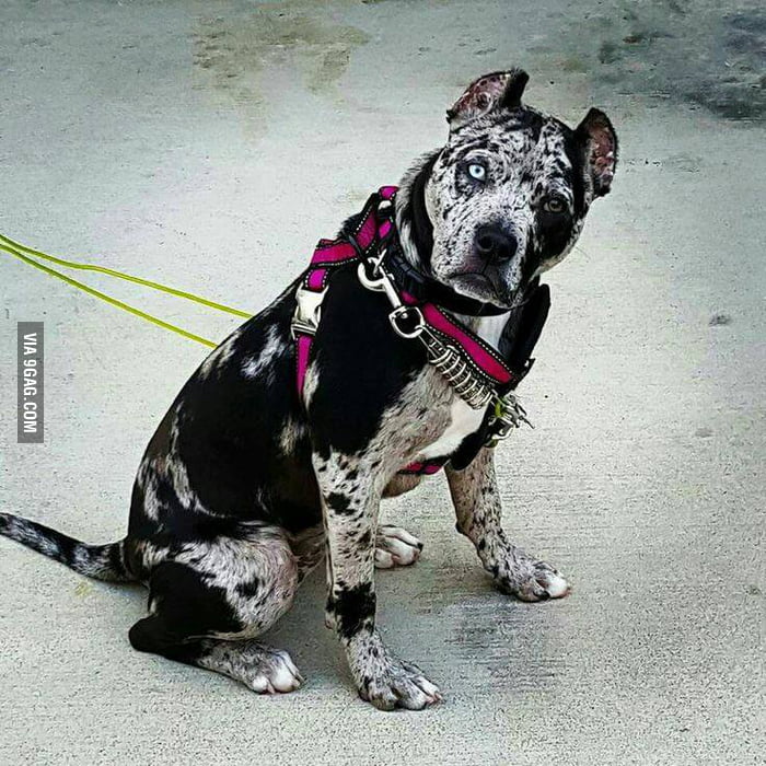 Merle Pitbull - 9GAG