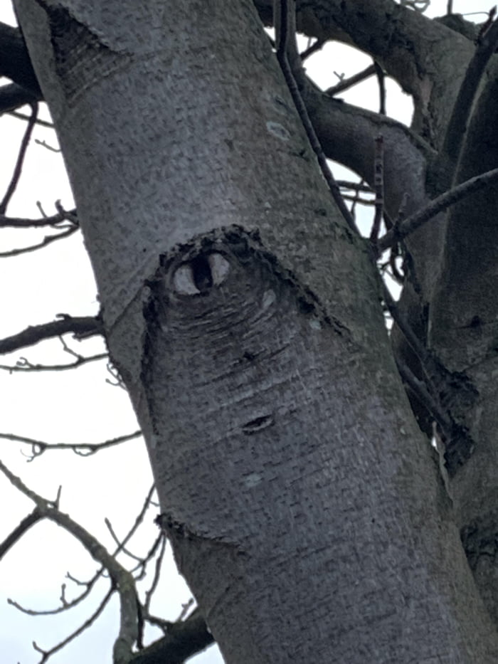 This one eyed tree with a tiny mouth - 9GAG