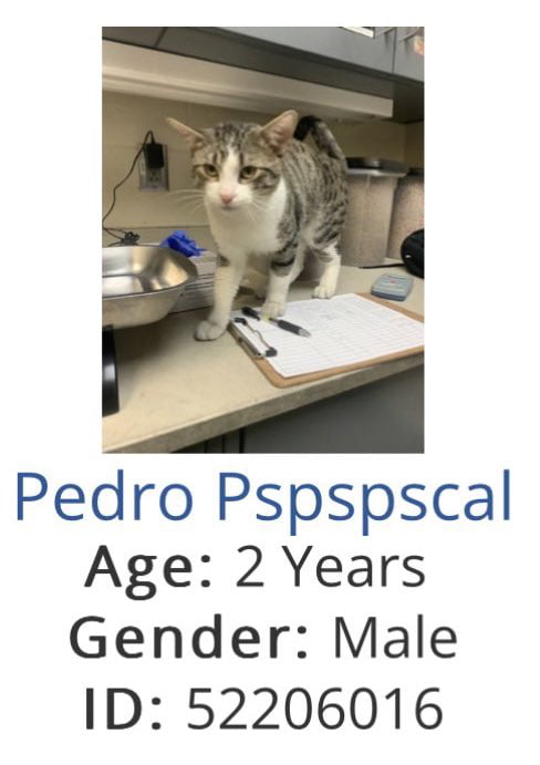 Shelter Cat Named Pedro Pspspscal Finds Furrever Home After Going Viral ...