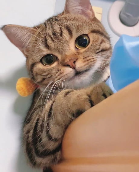 Best Funny tabby cat Memes - 9GAG