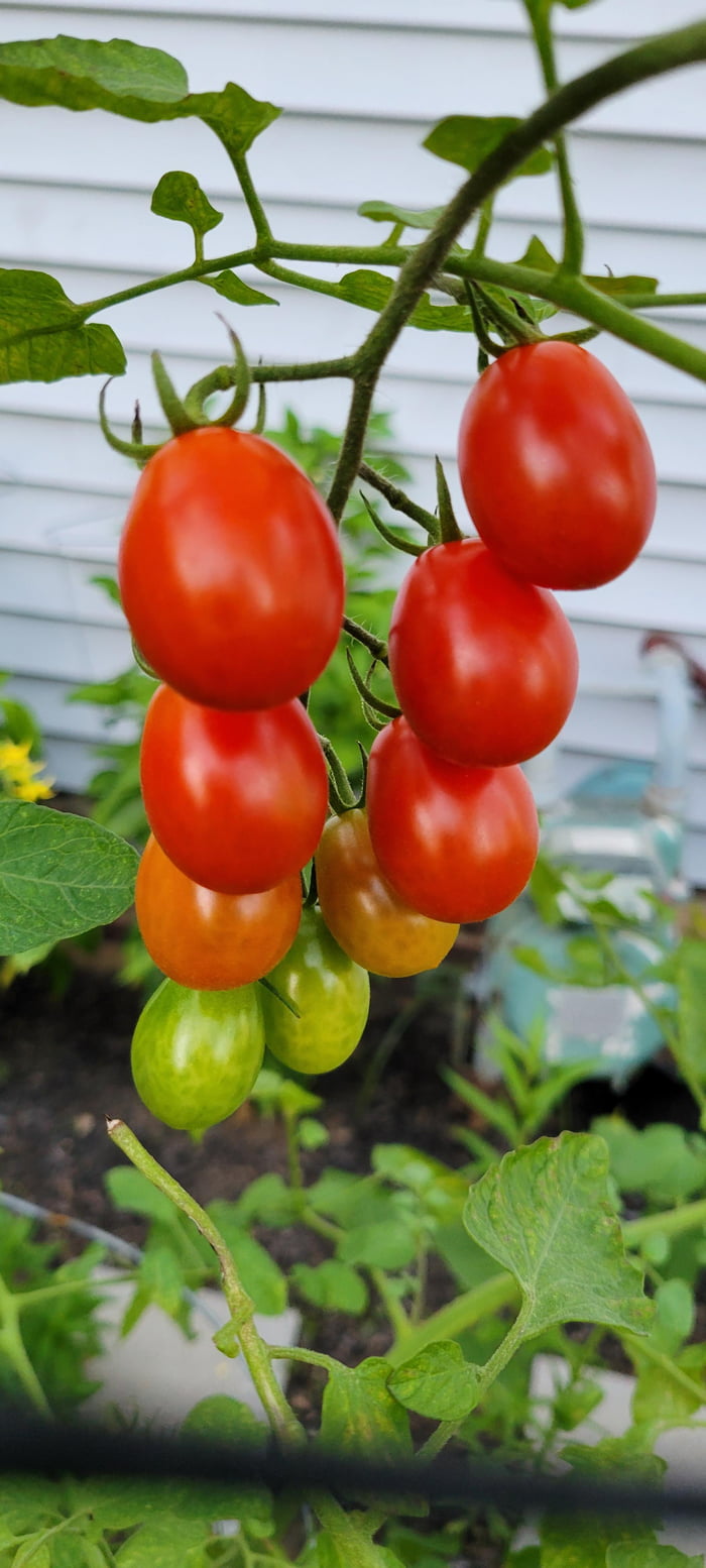 Grape Tomatoes - 9GAG