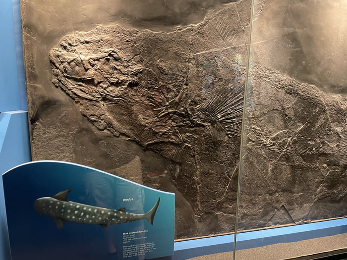 Mixed in the rock is the early shark, Orodus! Sharks definitely helped ...
