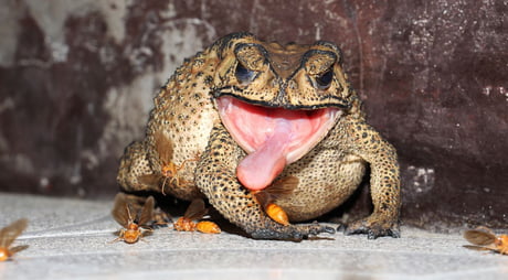 Best Funny toad Memes - 9GAG