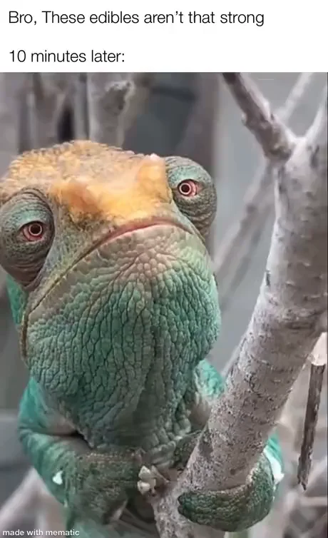 Funny Lizard Memes