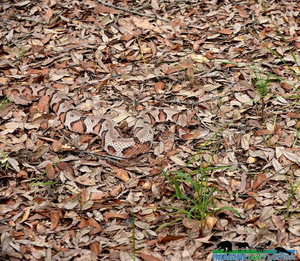 Insane Copperhead snake camouflage - 9GAG