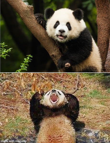 Panda Meme