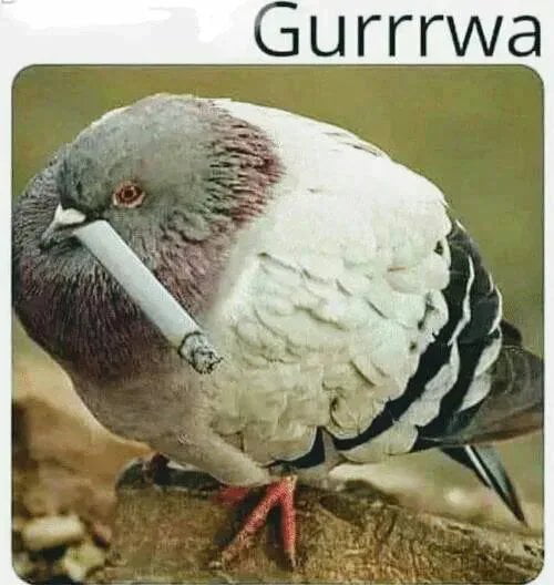 Polish pigeon - 9GAG