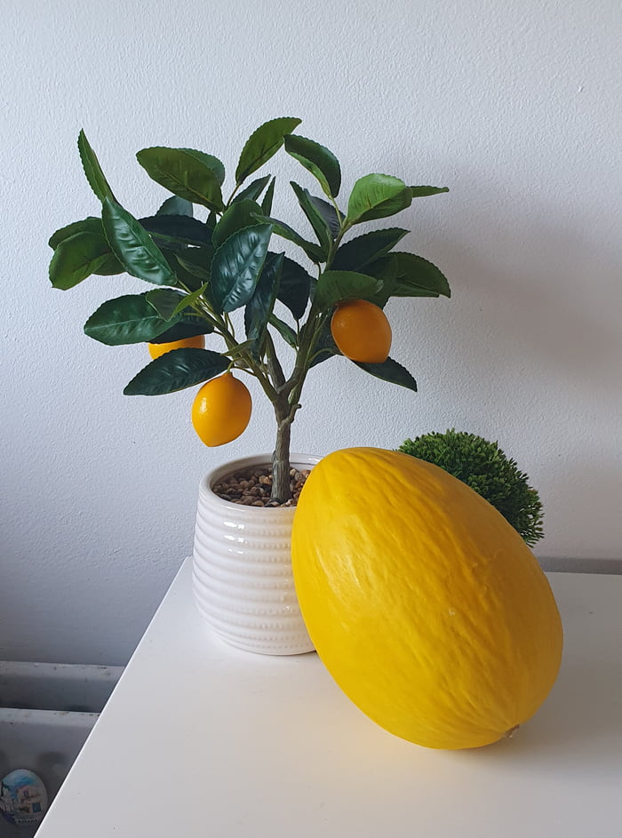 Look, it turns out my lemon tree was in fact a melon tree - 9GAG