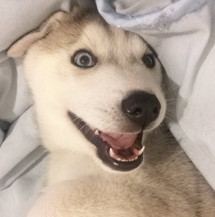 Happy silly boy!!!! - 9GAG