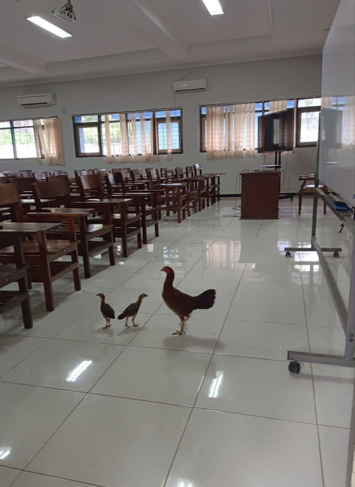 Ayam kampus - 9GAG