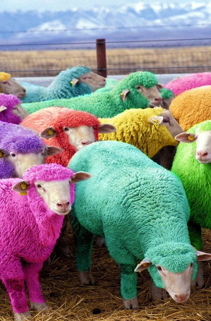 Freshly dyed sheep run in view of the highway near Bathgate, Scotland ...